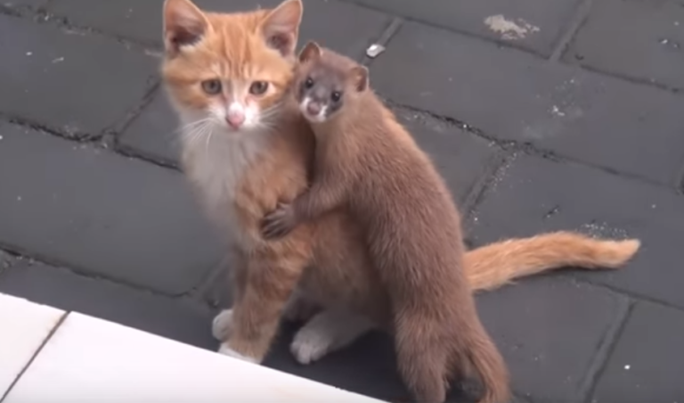 Костюмы для кошек на Хэллоуин: лучшие идеи