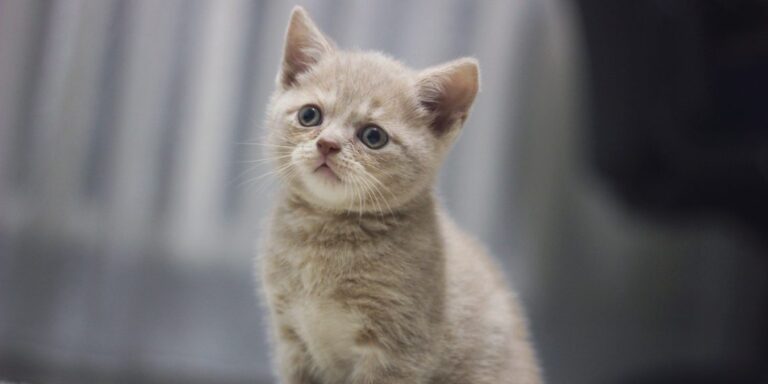 Костюмы для кошек на Хэллоуин: лучшие идеи