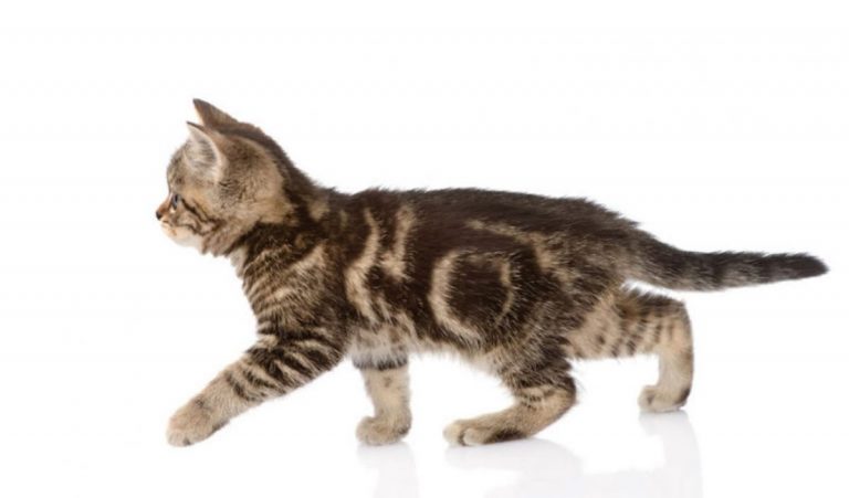 Искусственная кошка для домашнего кота